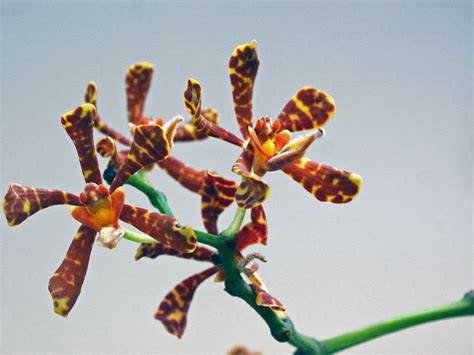 Staurochilus Luzonensis Orchidaceae