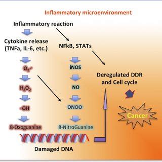 Players Of The Oxidative DNA Damage Response DDR Download Scientific Diagram