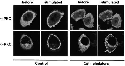 Effects Of Ca 2 Chelators On Fatty Acid Induced Translocation