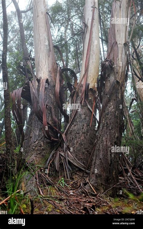 Three Stringy Bark Eucalyptus Tree Trunks With Peeling Bark And Foliage Along Walking Tracks At