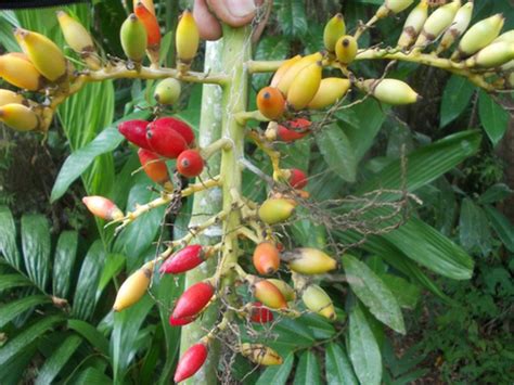 Squirrel Catechu Seeds Areca Concinna Rare Sela Seeds