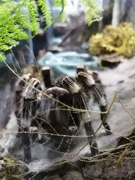 Arachnids Spider Free Photo On Pixabay Pixabay
