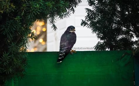 Cheeky Crow Studio Jackson Saw This Guy In My Back Yard Pretty Sure It S A