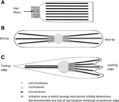 A Biological Examples Of Intrinsic Control Of Size Shape And Download Scientific Diagram