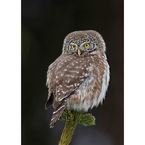 Eurasian Pygmy Owl Post Stone