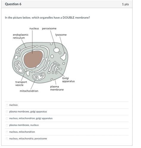 Solved In The Picture Below Which Organelles Have A Double