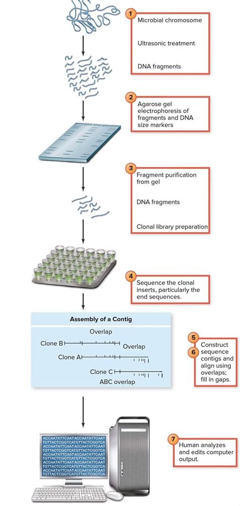 Hanaa Fayed บน Linkedin Whole Genome Shotgun Sequencing‼️ Shotgun