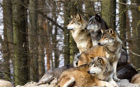 wolf Full HD Wallpaper and Background Image | 1920x1200 | ID:505488
