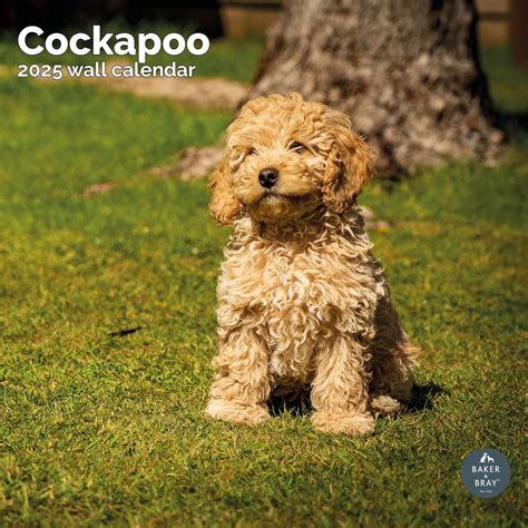 Baker And Bray Cockapoo Calendar 2025 Large Square Wall Calendar 16