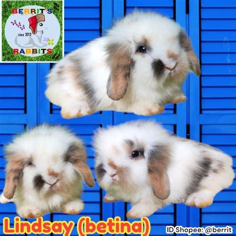 Jual Kelinci Hias Fuzzy Lop Purebreed Lucu dan Imut 2,5bln & PREMIUM - BERRIT'S RABBITS OFFICIAL ...