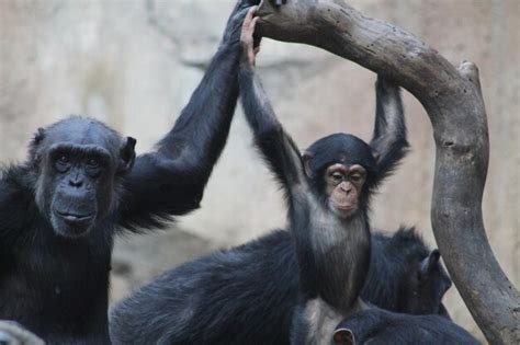 Premium Photo Monkey Sitting In A Zoo