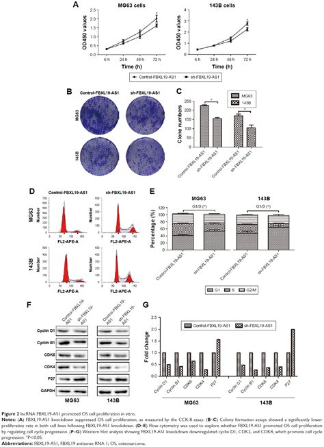 Lncrna Fbxl19 As1 Regulates Osteosarcoma Cell Proliferation Migration