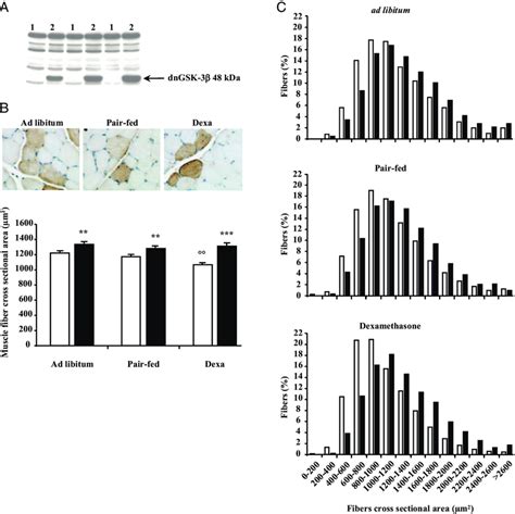 Dominant Negative Dn GSK 3 Overexpression Induces A Modest Muscle