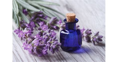 Казанлък е домакин на среща на производители на етеричномаслени култури