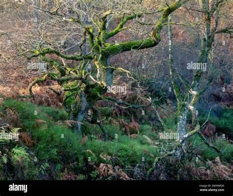 Wiggly Moss Covered Branches Of Oak Trees In An Ancient Oak Wood In
