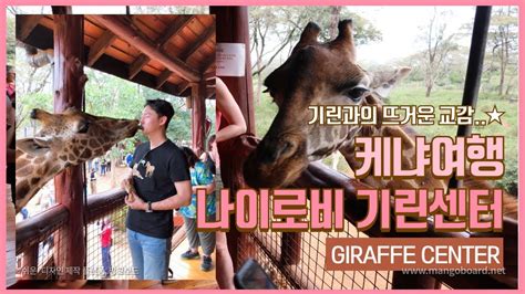 아프리카 케냐 여행 기린과 뽀뽀를 할수 있다고 Feat 케냐 기린센터에서 기린에게 먹이 주기 Youtube