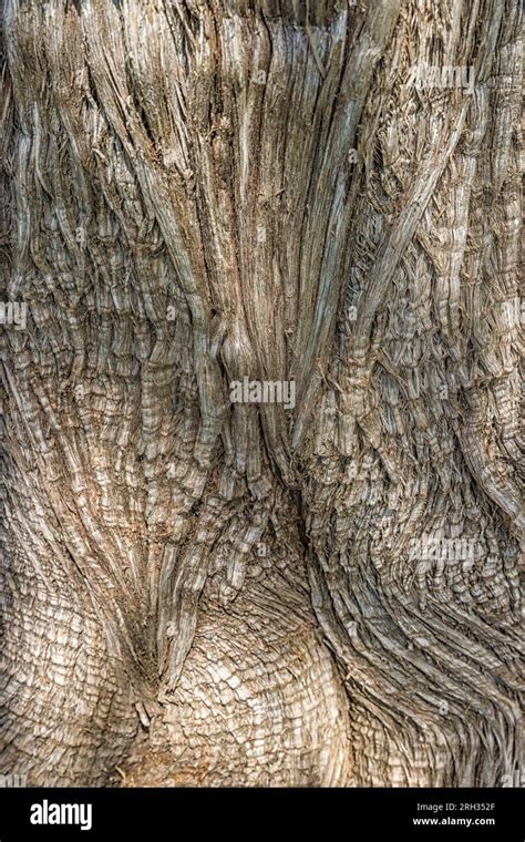 Close Up Of The Lines And Curves Of A Tree S Growth On It S Trunk Stock Photo Alamy