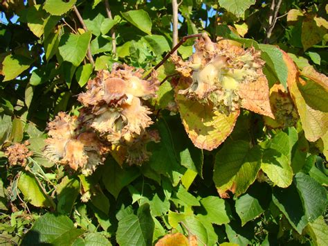 Hybrid Hazelnut Consortium