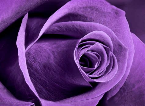Violet Rose Wallpaper Wallpapersafari