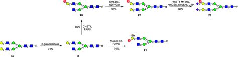 Chemoenzymatic Synthesis Of Sulfated N Glycans Recognized By Siglecs