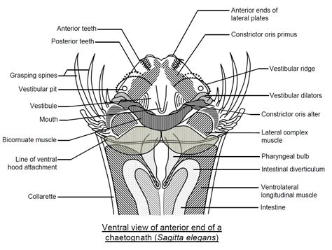 Phylum Chaetognatha