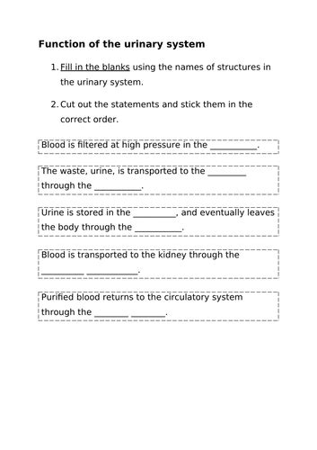 Aqa Gcse Structure Of The Urinary System Teaching Resources