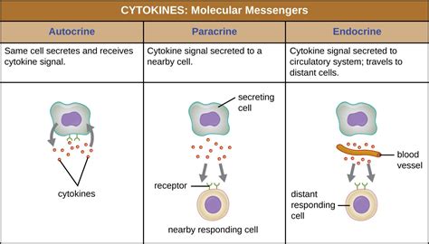 Autocrine Signaling Definition Biology Definition Jks