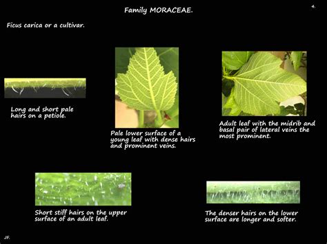 Ficus Carica Botany Brisbane