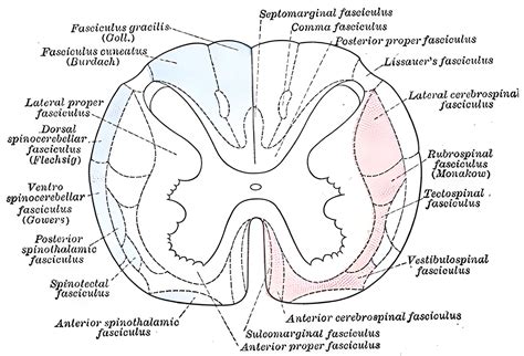 Tectospinal Tract Ars Neurochirurgica