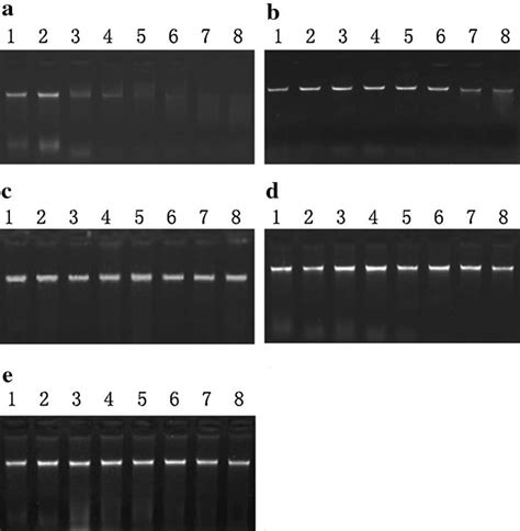 DNA Hydrolytic Test Of The Five GST Tagged Recombinant Proteins Without Download Scientific