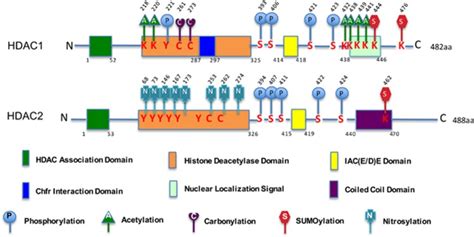 Hdac1 And Hdac2 In Mouse Oocytes And Preimplantation Embryos