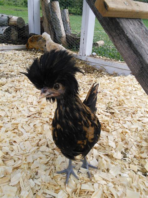 Golden Laced Polish Sexing Backyard Chickens Learn How To Raise
