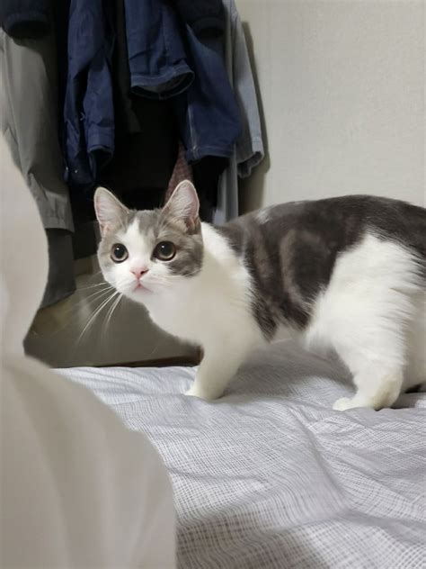 자랑하려고 올리는 최강귀여움 고양이 깻잎이 스압주의 인스티즈instiz 이슈 카테고리