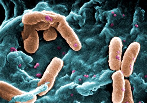 Free Photograph Scanning Electron Micrograph Number Pseudomonas