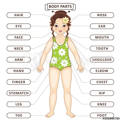 Teacher Rosa PARTES DEL CUERPO EN INGLÉS