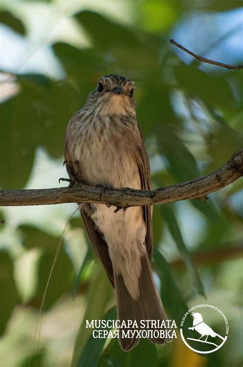 Muscicapa Striata On Behance