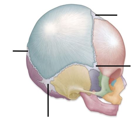 side of skull fontanelles lab practical 3 diagram quizlet
