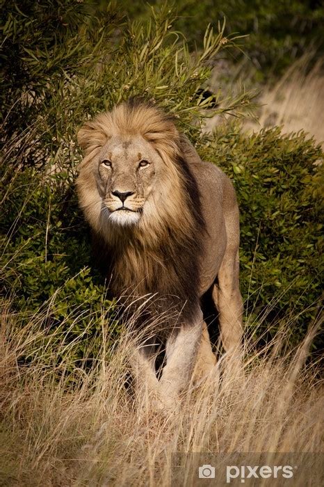 Wall Mural African Lion Pixersuk