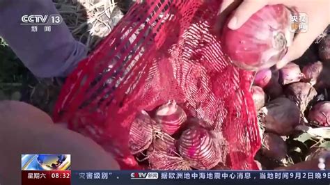 新疆 在希望的田野上 伊犁河谷7万多亩蔬菜迎丰收 凤凰网视频 凤凰网