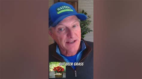 Discover The Beauty Of Deer Grass A Wildlife Friendly Choice Youtube