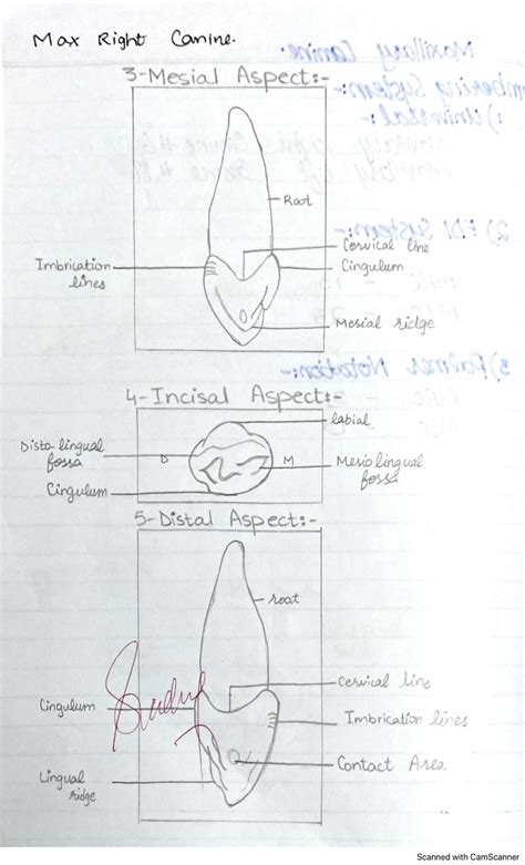 Solution Tooth Morphology Diagrams Studypool
