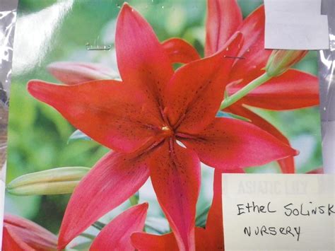 Deep Red Ducati Asiatic Lily 3 Pack Patio Lawn And Garden