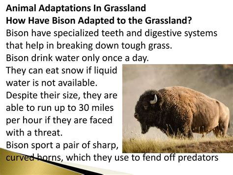 Camel Adaptationpptx