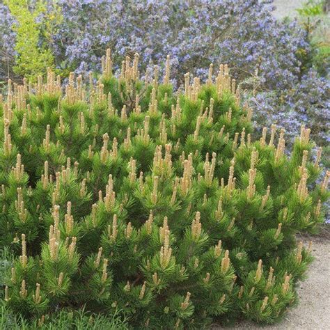 Pinus Mugo Mugo Mughus Vrtnarstvo Breskvar Doo Cvetličarna In