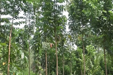Mahogany Farming Can Give You Better Return Know About Its Benefits