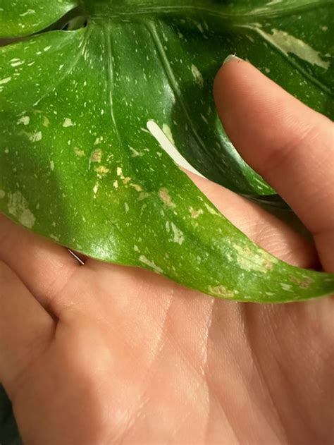 Rust Fungus Rplant