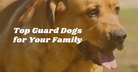 Best Guard Dogs For Families Secure Your Home With The Right Breed