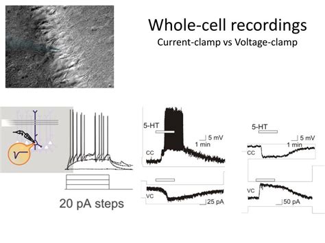 Current Vs Voltage Clamp At Darla Urena Blog