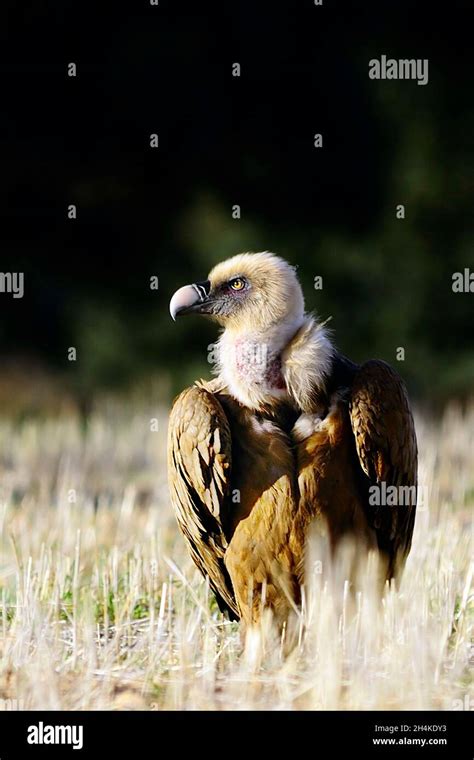 Gyps Fulvus The Griffon Vulture Is A Species Of Accipitriform Bird Of The Accipitridae Family
