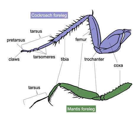 Diversification Of The Groundplan Insect Science